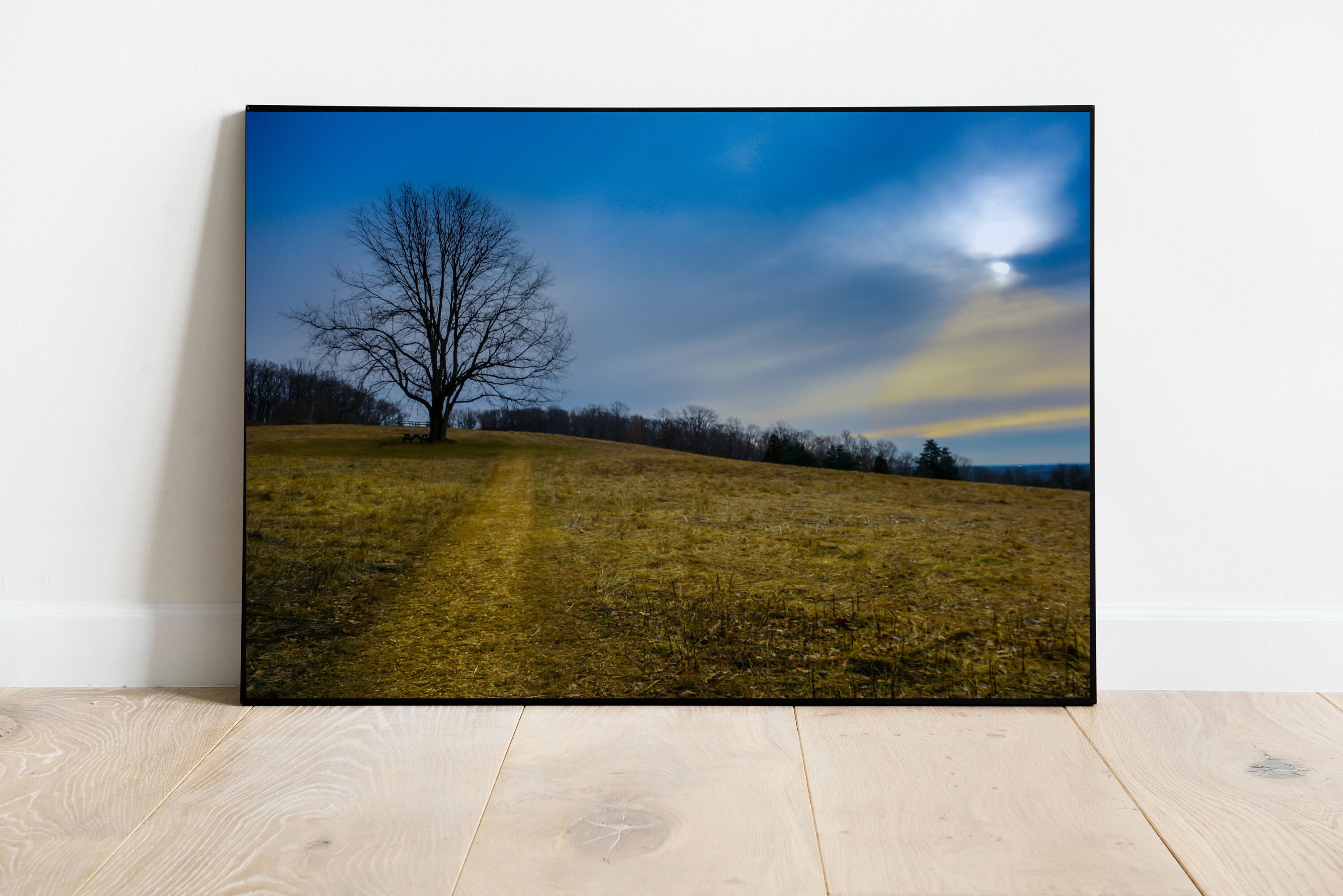 Lonely Tree on the Hill, Solo Tree, Single Tree, Tree on a Farm, Tree ...