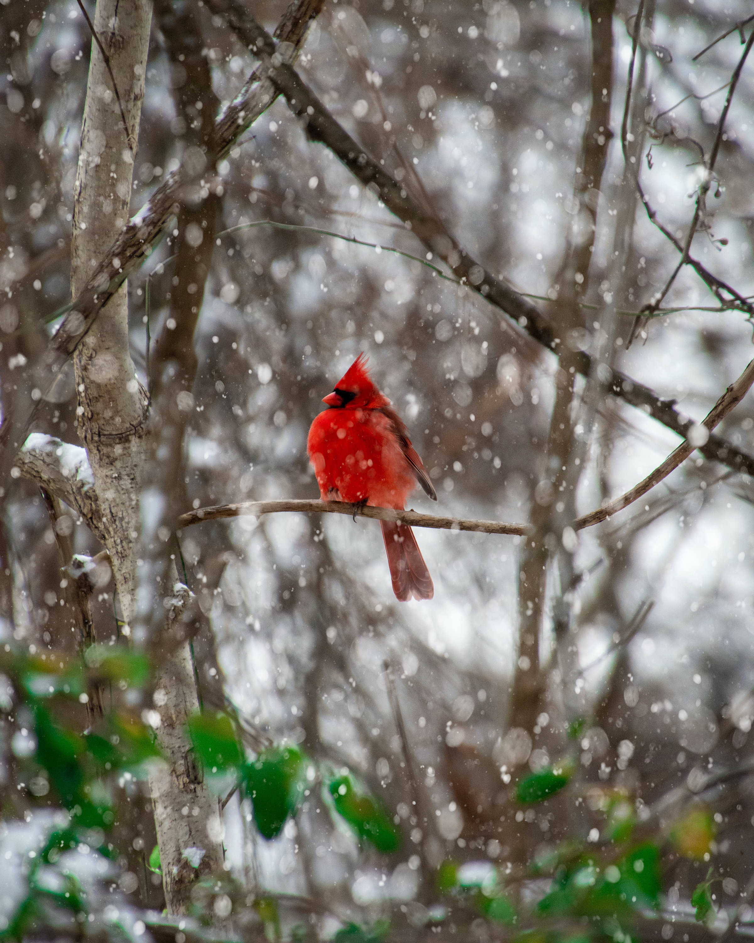 Cardinal in the Winter Snow, Bird in the Snow Storm, Wintertime ...