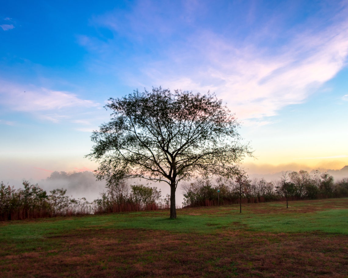 Lonely Tree, Tree Photography, Tree Print, Single Tree, Fine Art, Fine ...