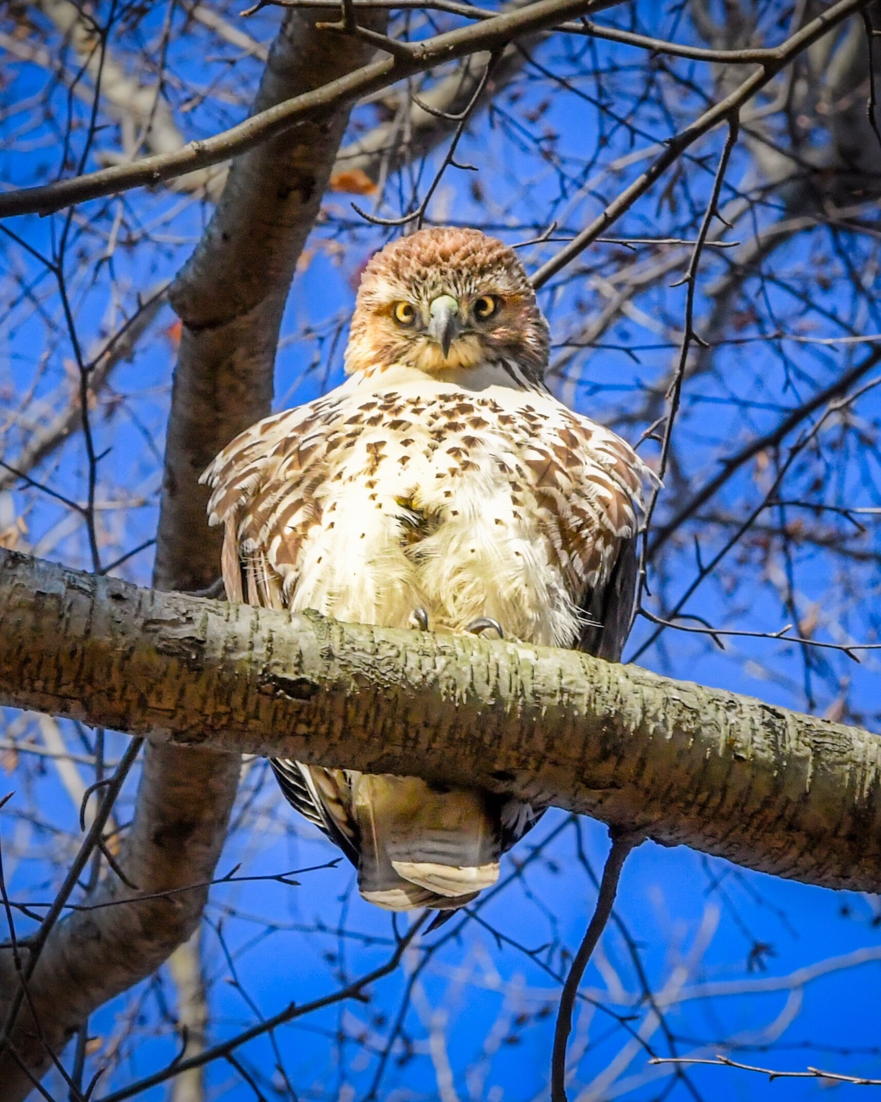 Red Tailed Hawk Print, Bird of Prey Photography, Hawk Print, Wildlife ...