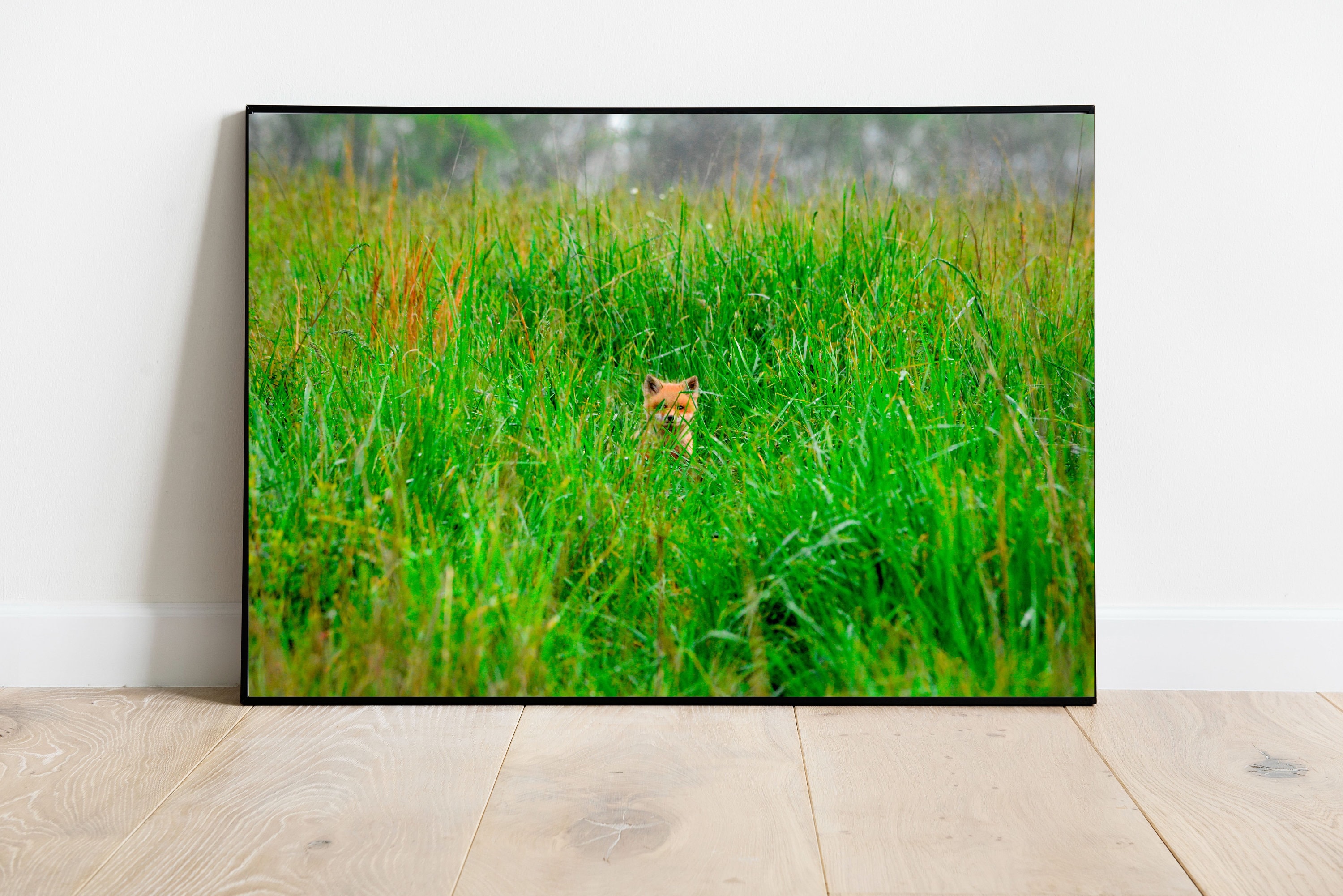 Fox Print, Fox Photography, Baby Fox, Kit, Baby Animals, Wildlife ...