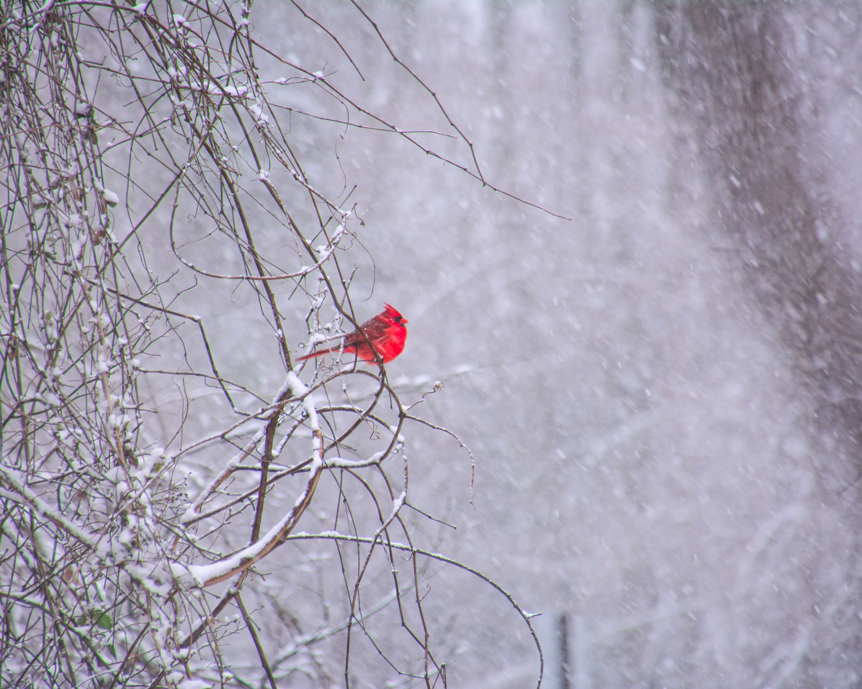 Cardinals In Snow