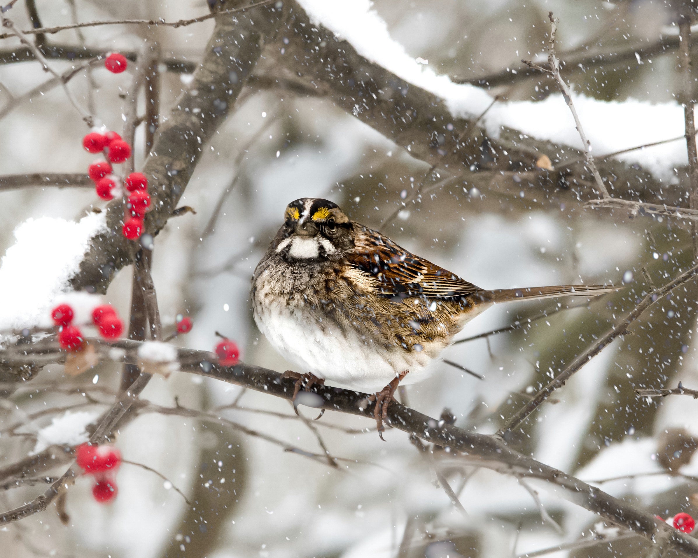 White-throated Sparrow in the Snow, Sparrow Photography, Bird Print ...