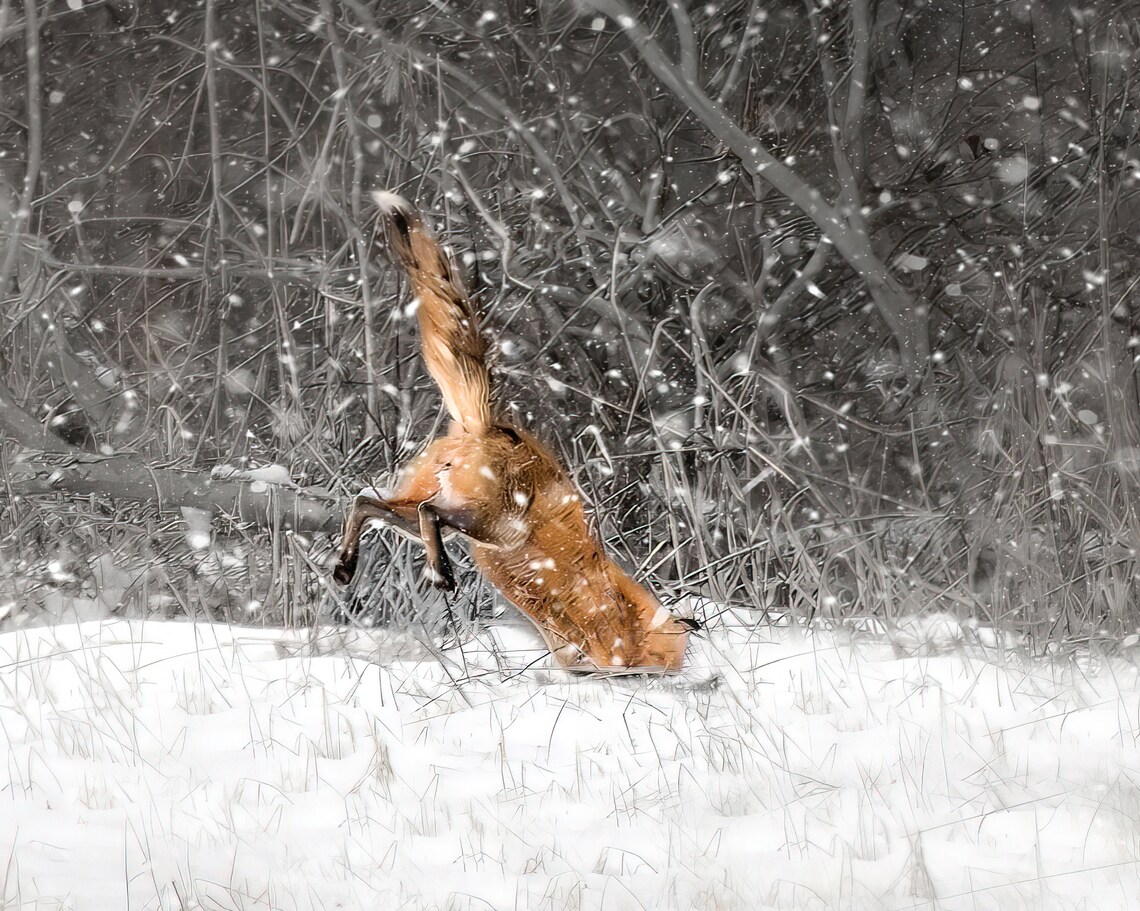 Fox Jumping in Snow Photograph, Fox Wall Art, Pouncing Red Fox in ...