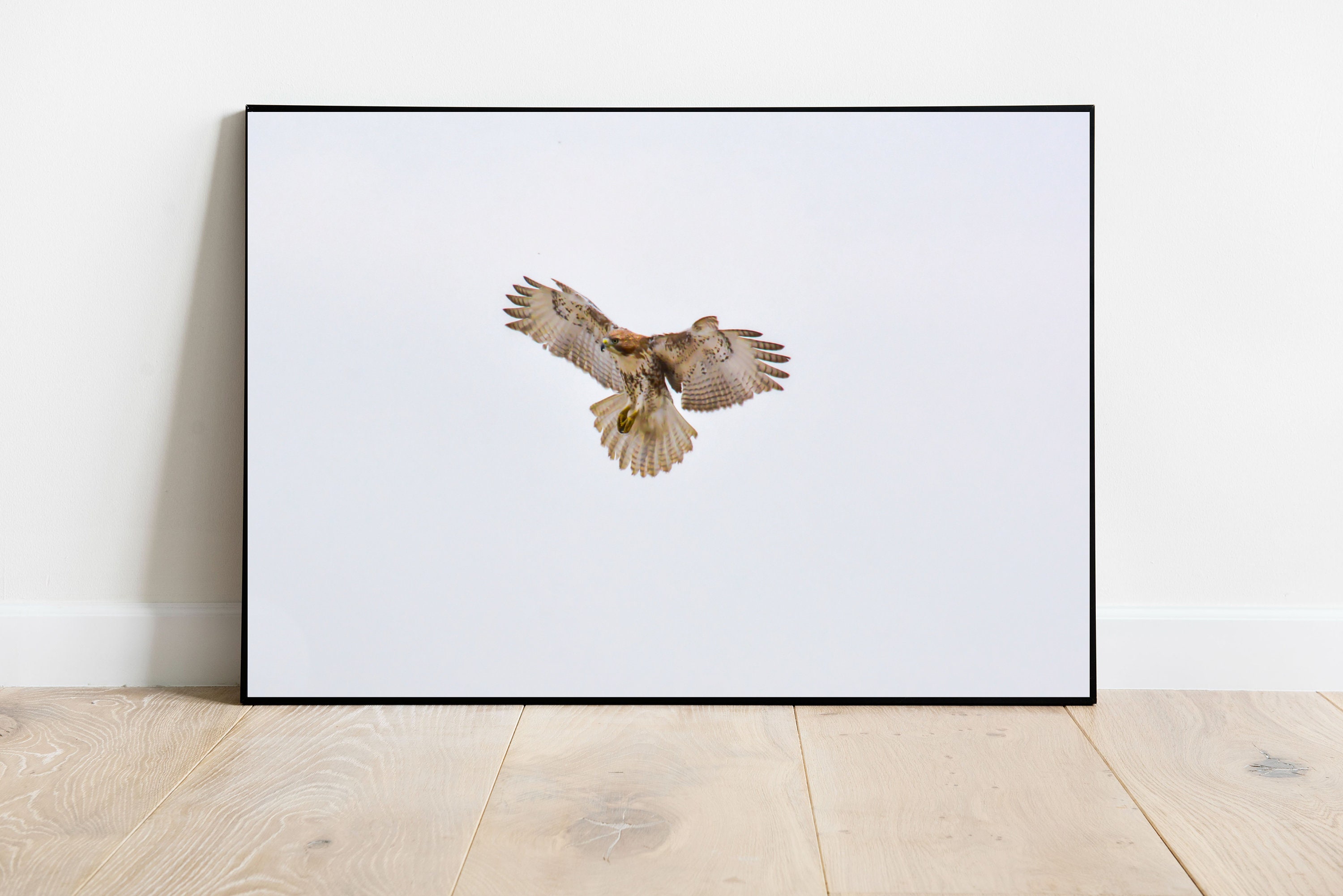 Red-tailed Hawk, Mercer County Park NJ Trails, Hawk, Wildlife ...