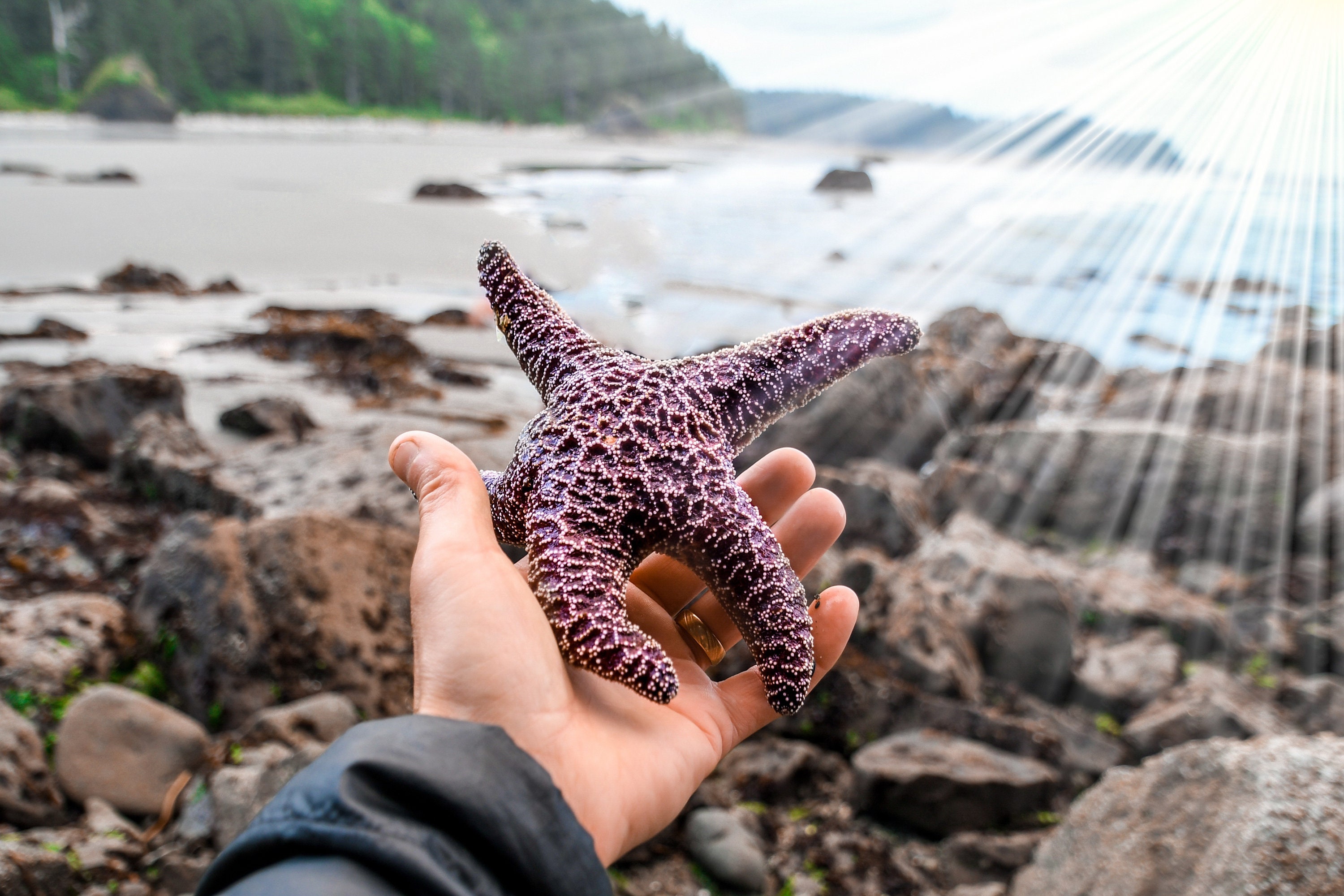 Starfish - Starfish Photography - 2nd Beach Starfish - Sea Star - Ocean ...