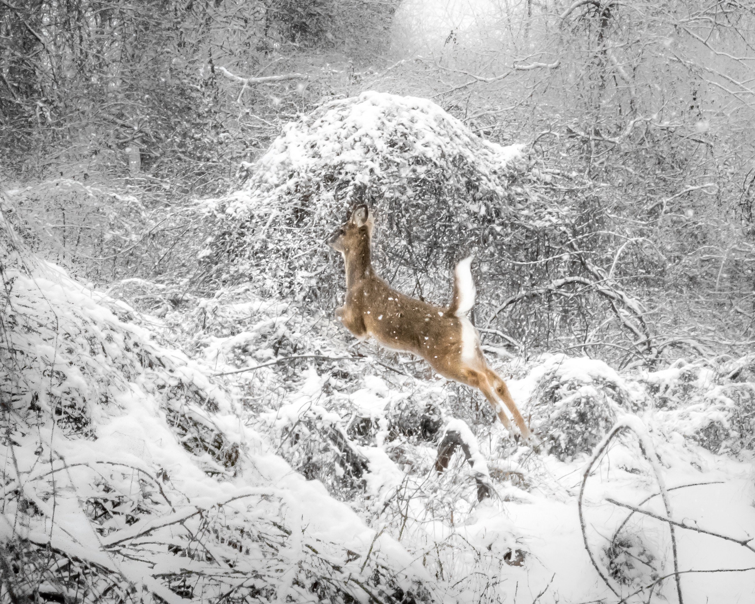 Snow Deer, Wildlife Photography, Winter Deer, Bucks County Deer, Winter ...