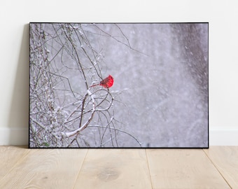 Cardinal in the Snow, Snow Bird, Wintertime Cardinal, Red Bird in the ...