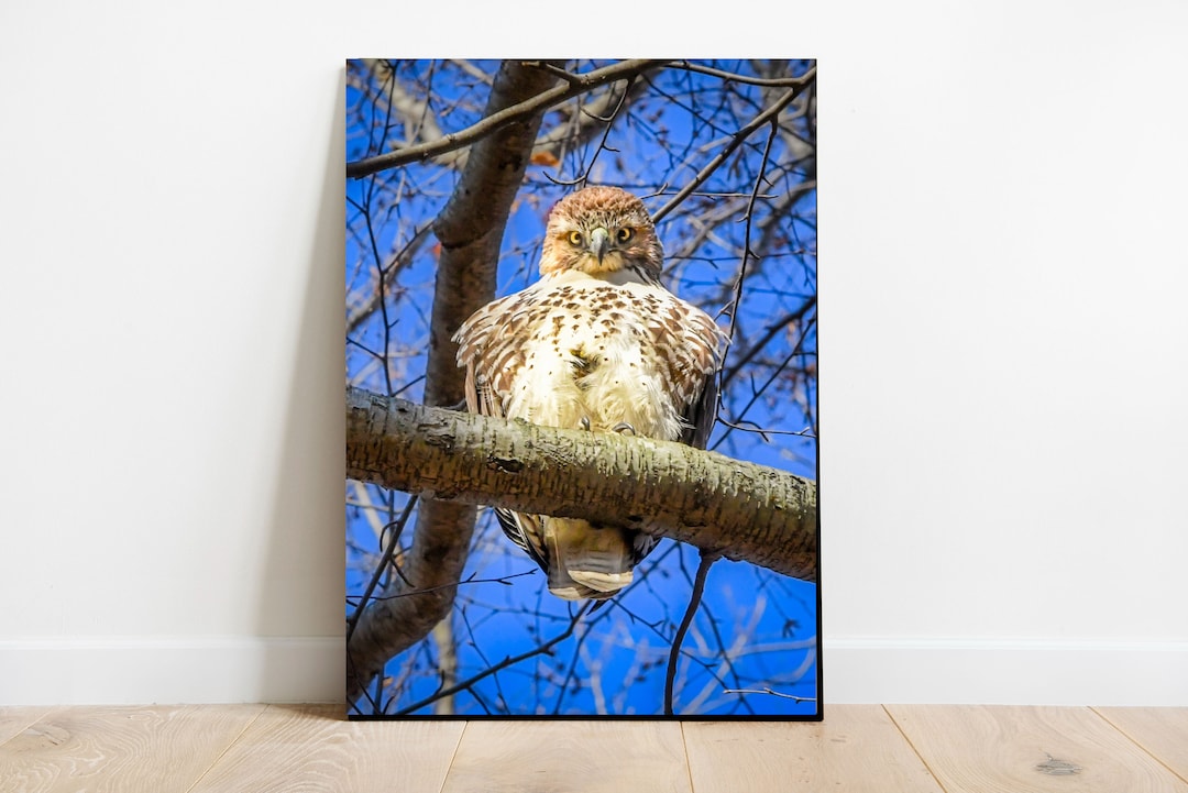 Red Tailed Hawk Print, Bird of Prey Photography, Hawk Print, Wildlife ...