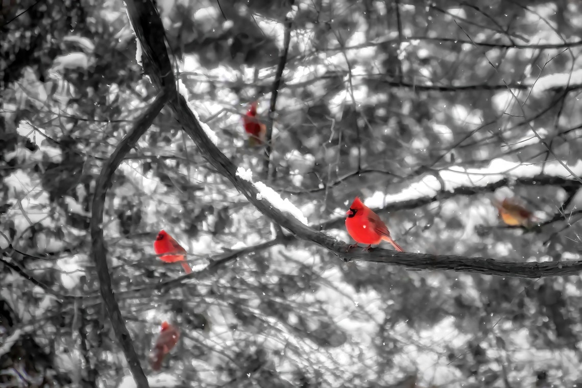 Cardinals in the Snow, Bird in the Snow Print, Wintertime Cardinals ...