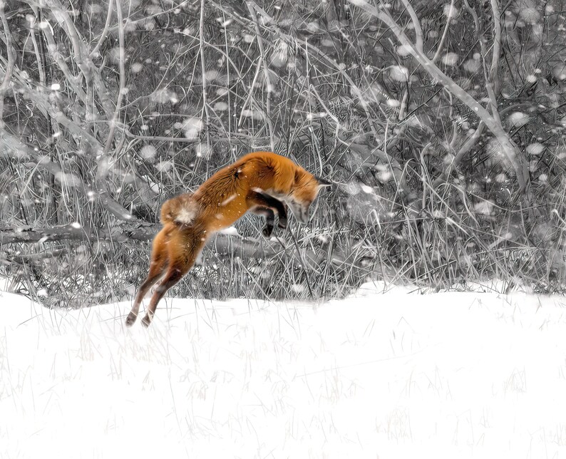 Fox Jumping in Snow Photograph, Fox Wall Art, Pouncing Red Fox in ...
