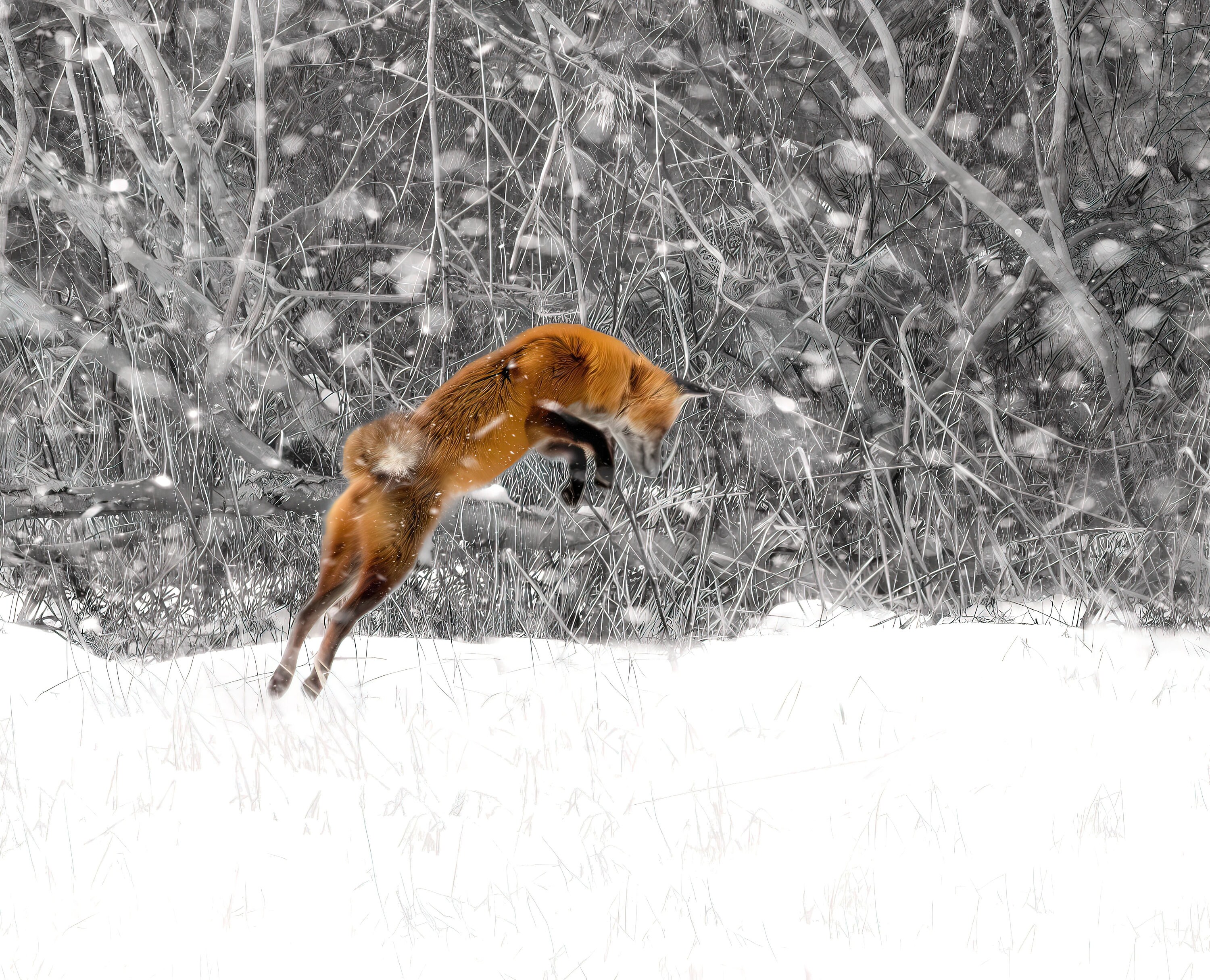 Fox Jumping in Snow Photograph, Fox Wall Art, Pouncing Red Fox in ...