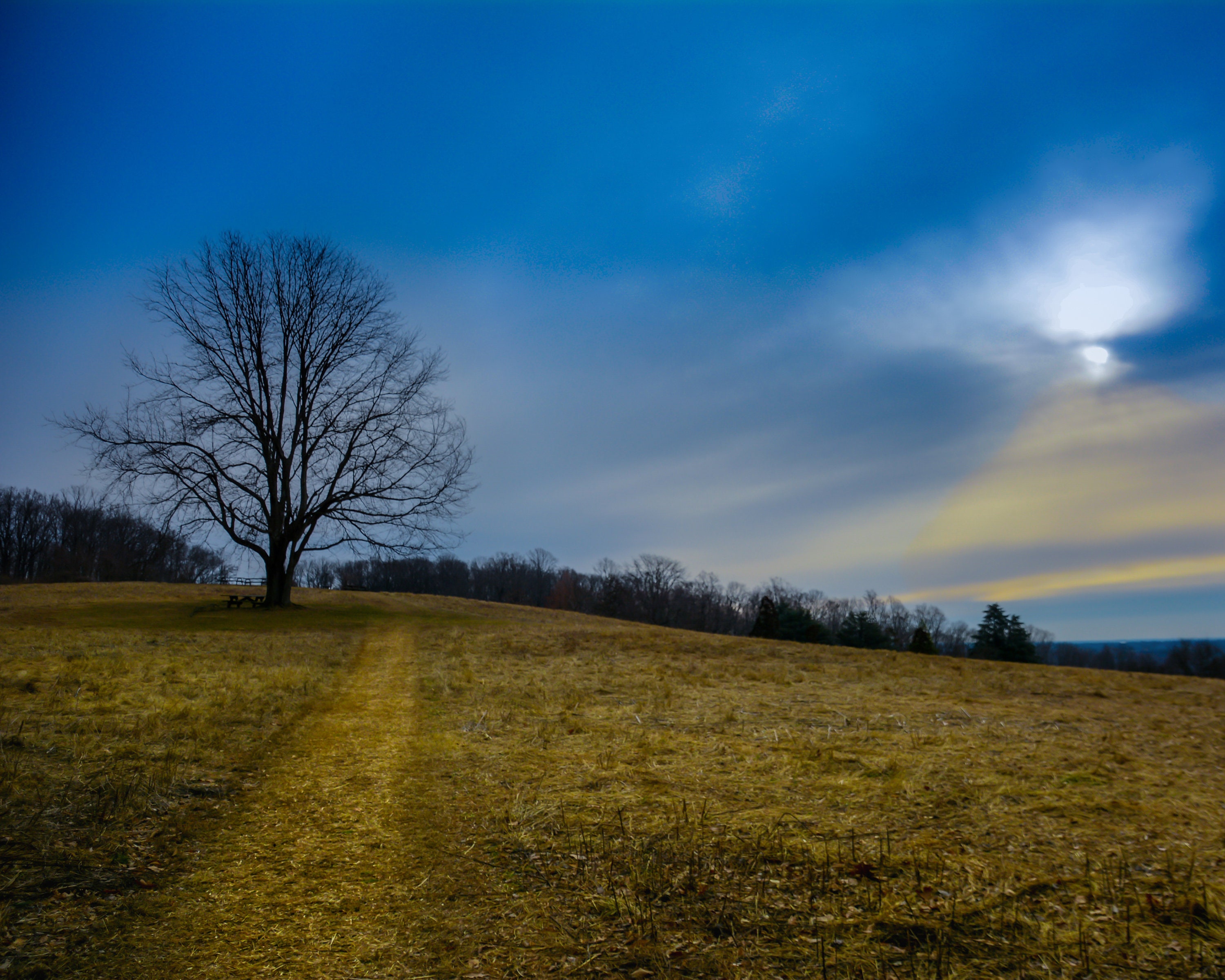 Lonely Tree on the Hill, Solo Tree, Single Tree, Tree on a Farm, Tree ...