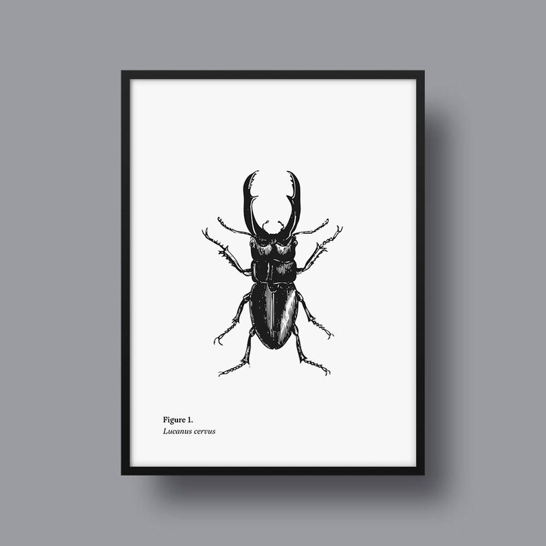 Printable Stag Beetle Nordic Art Design Insect Taxidermy - Etsy