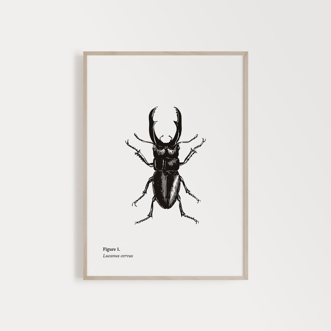 Printable Stag Beetle Nordic Art Design, Insect Taxidermy Printable Art ...