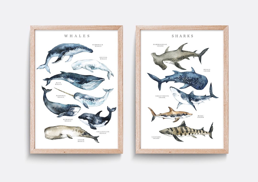Shark Print, Types of Sharks Art, Educational Print, Whale Nursery ...