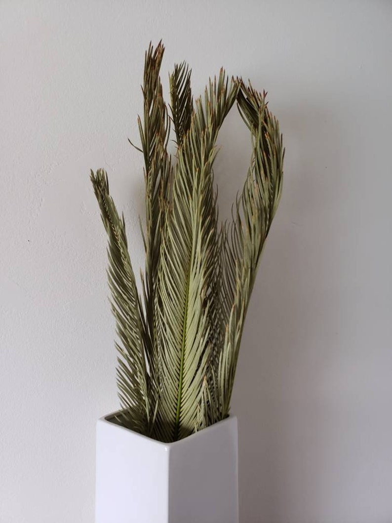 Dried Palm Fronds Dried Sago Palms Dried Palm Leaves | Etsy