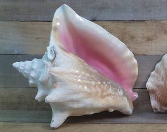 Conch | Etsy