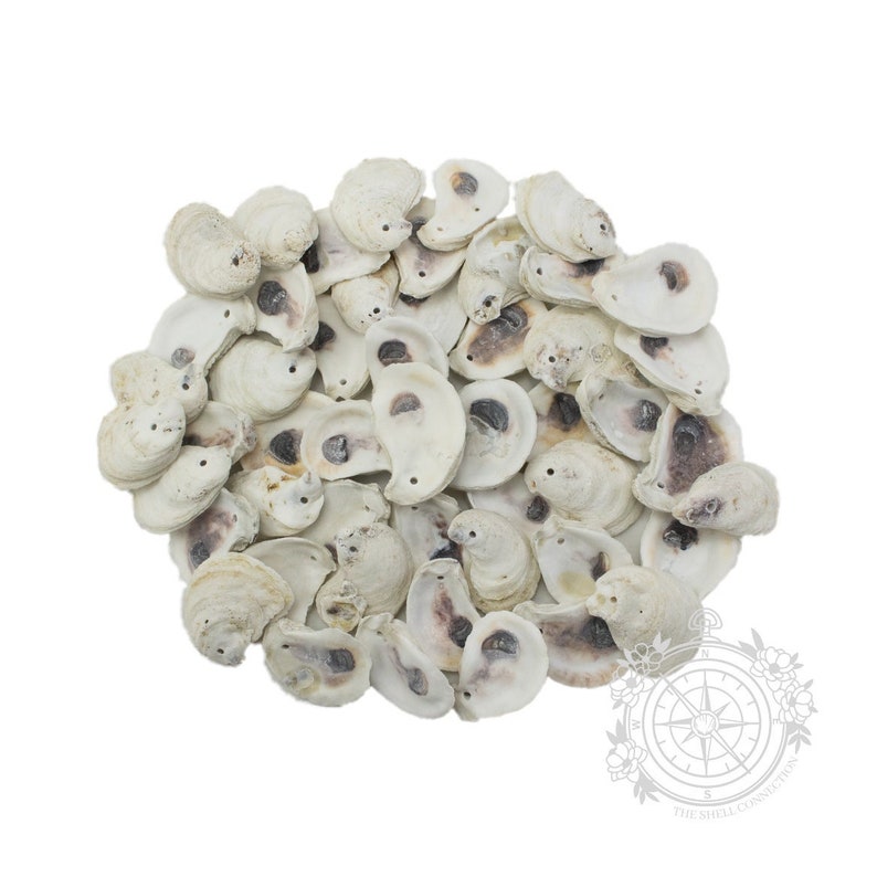 Oyster Shells Drilled Single Hole - Etsy