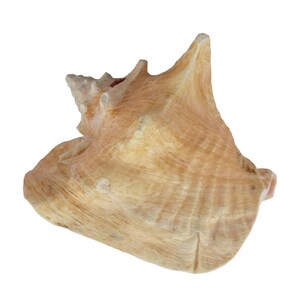 Pink | Queen | Bahama Conch - Etsy