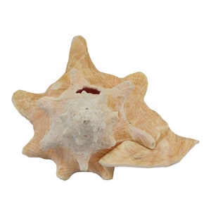 Pink | Queen | Bahama Conch - Etsy