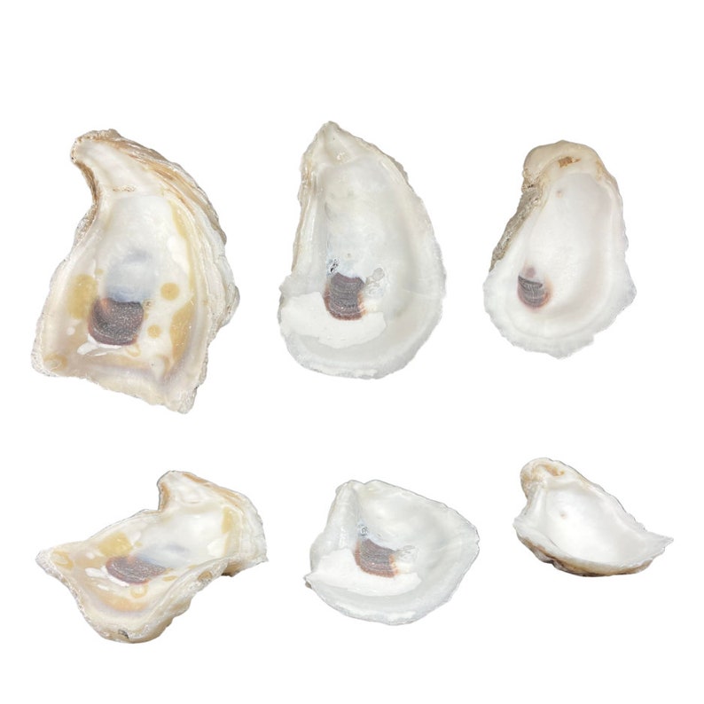 Oyster Shells | Natural | Great for Crafts or Weddings! - Etsy