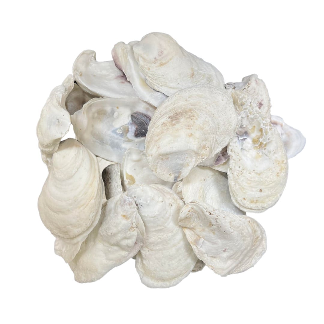 Oyster Shells | Flat - Etsy