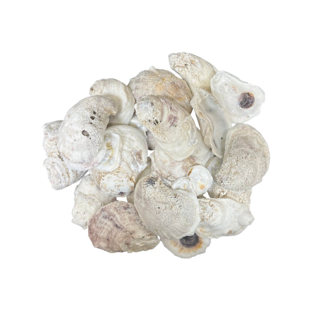 Oyster Shells | Natural | Great for Crafts or Weddings! - Etsy