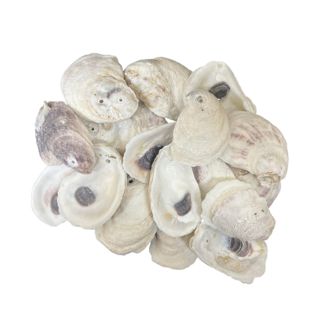 Oyster Shells | Drilled | Single Hole - Etsy