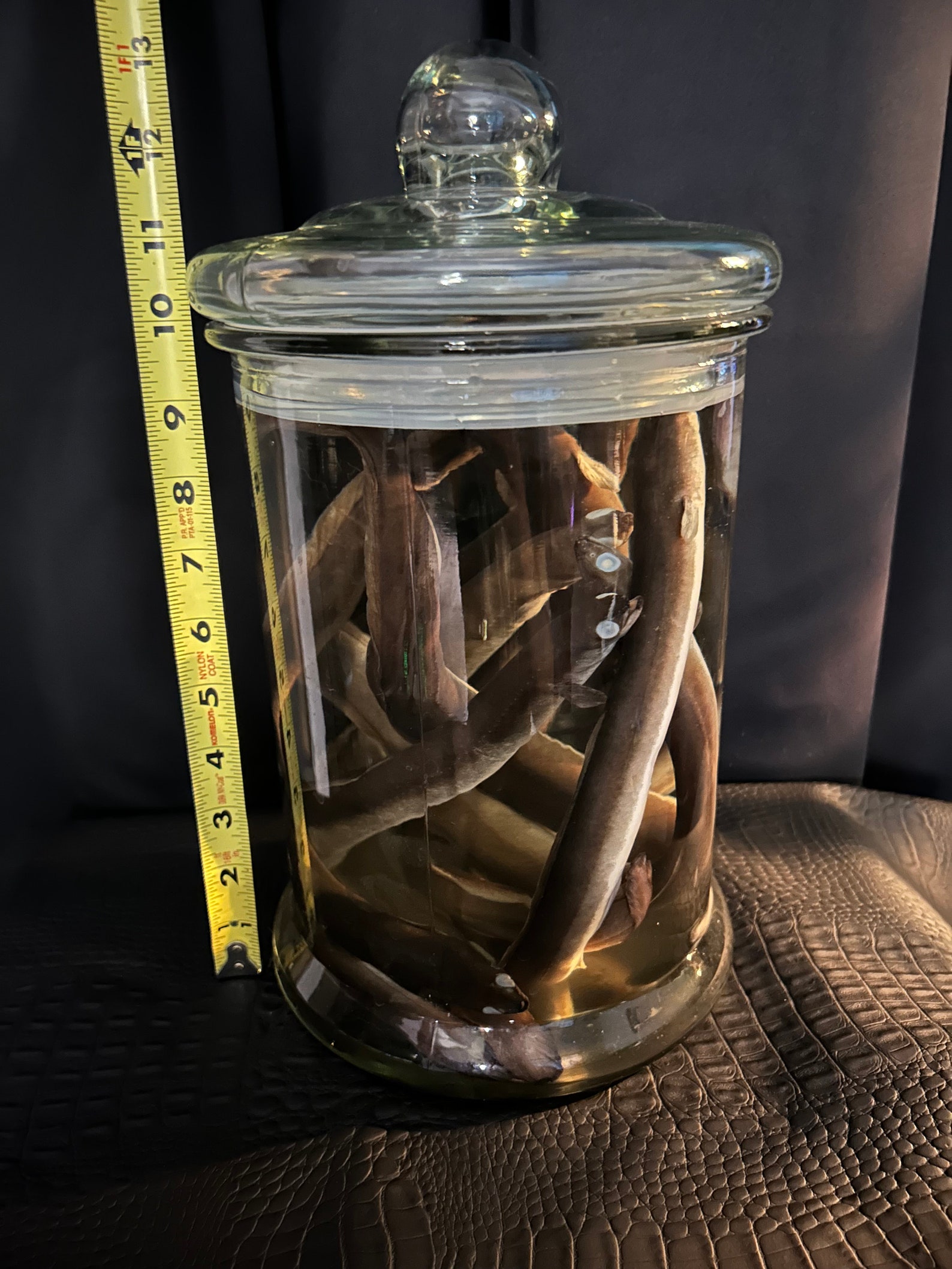 American Eel Wet Specimen Taxidermy quantities 12or 3 - Etsy