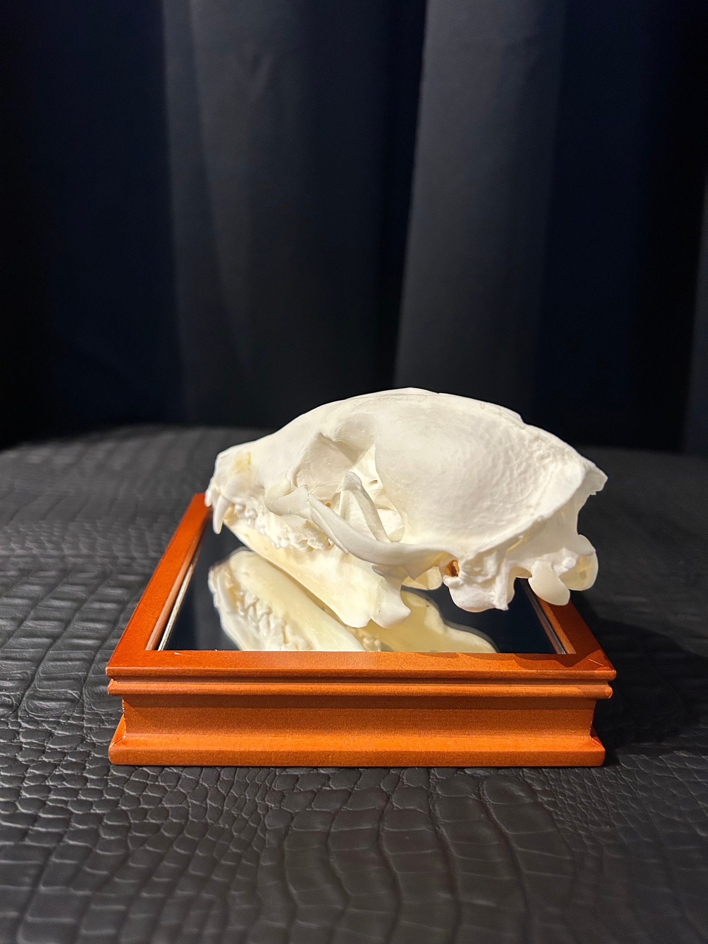 Real Fox Skull - Etsy