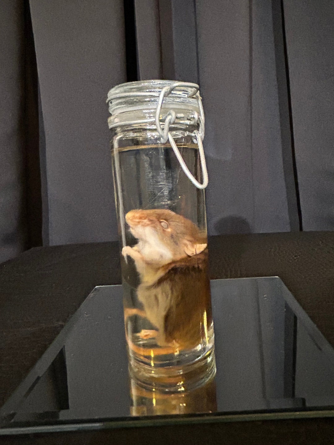 Field Mouse Taxidermy Wet Specimen - Etsy