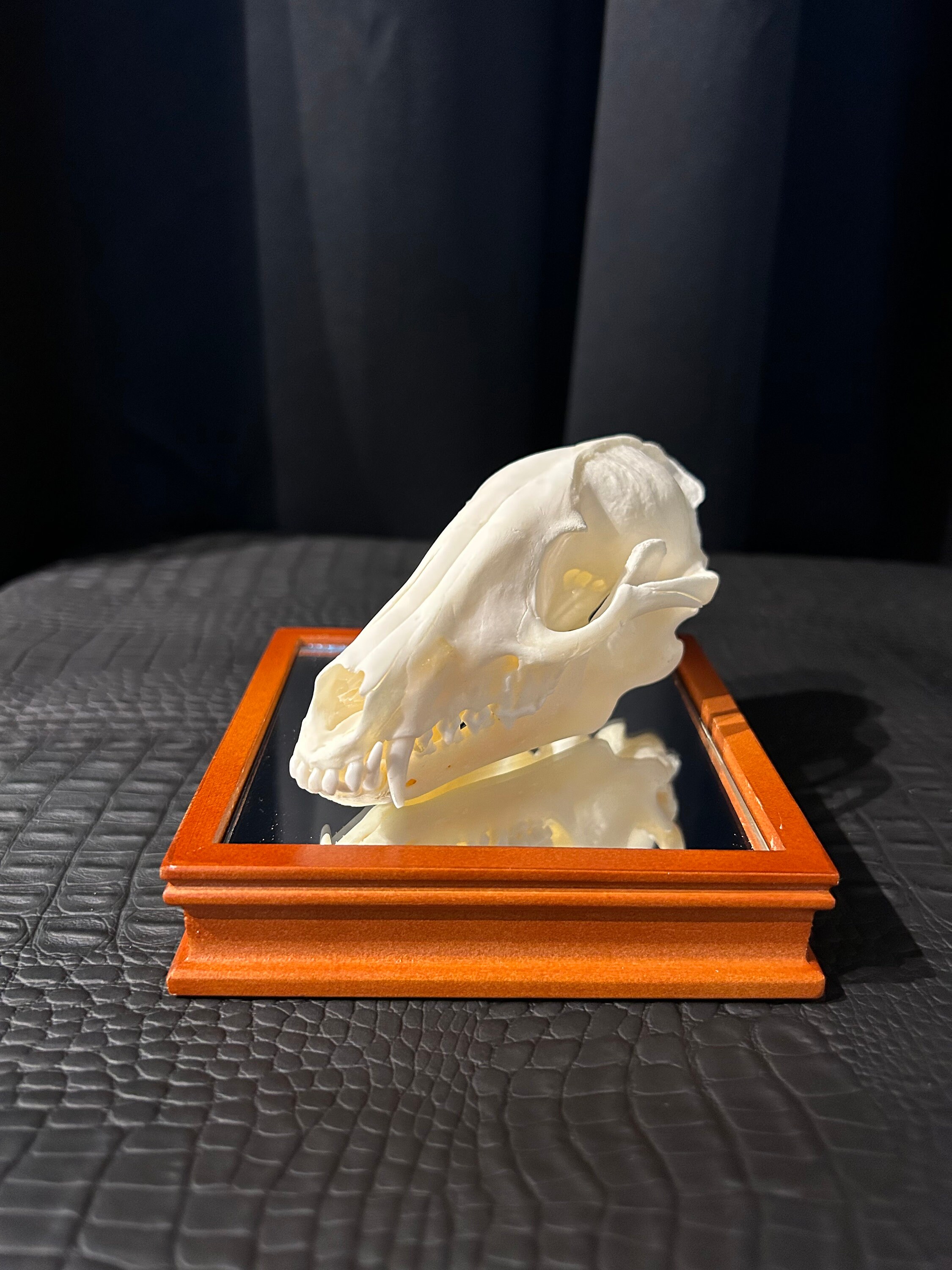 Real Fox Skull - Etsy