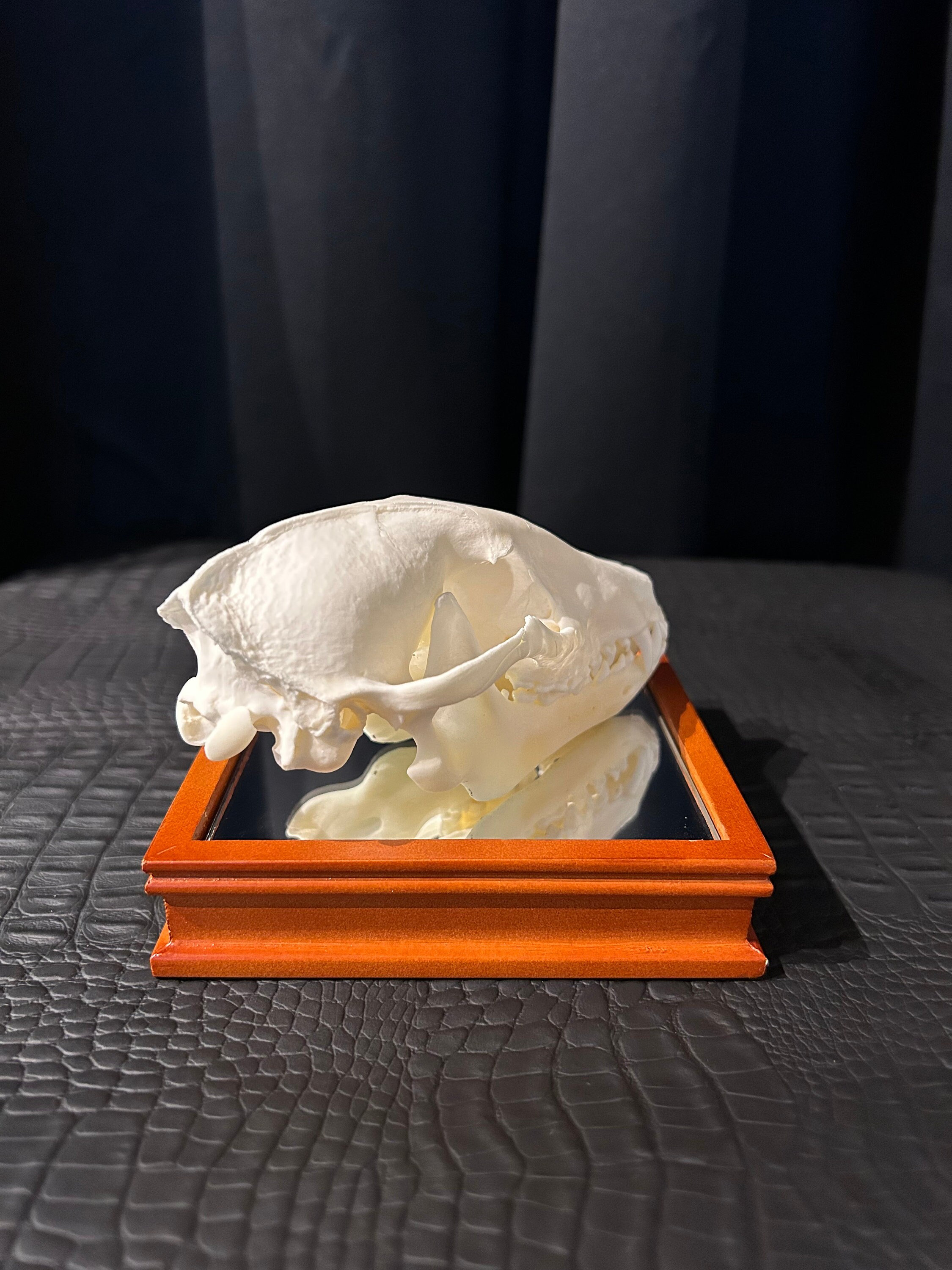 Real Fox Skull - Etsy