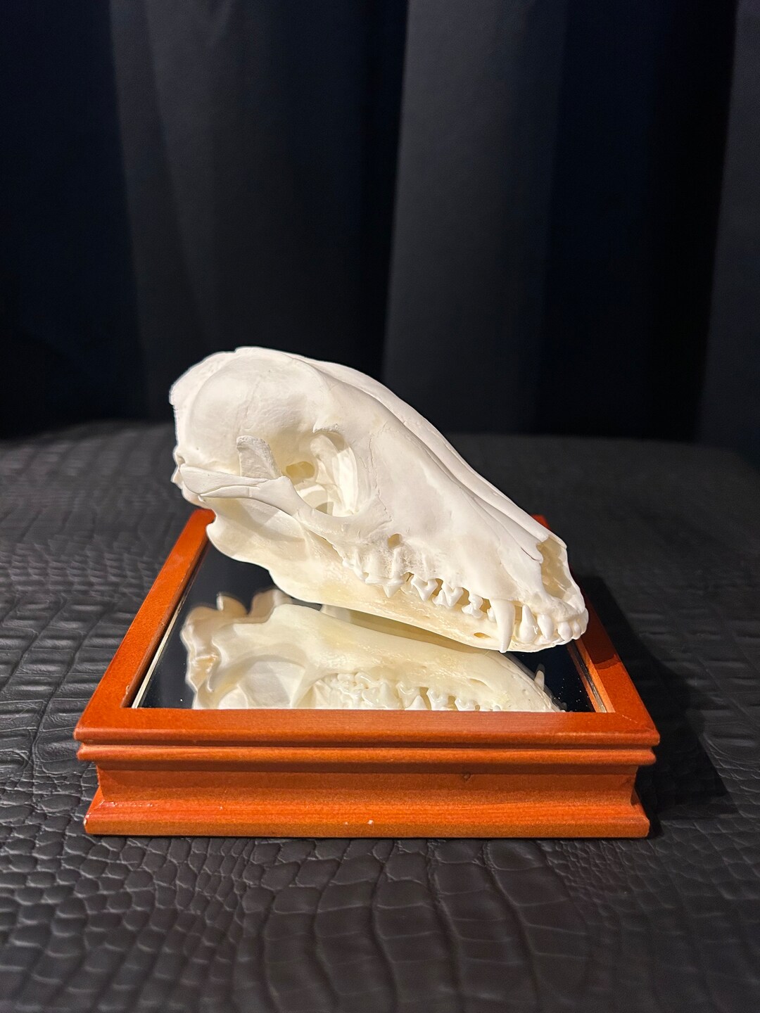 Real Fox Skull - Etsy