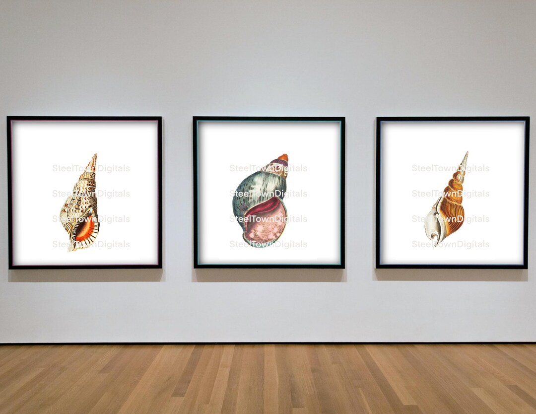 Set of 3 Sea Shell Prints, Wall Art, Beach Decor Digital Download - Etsy