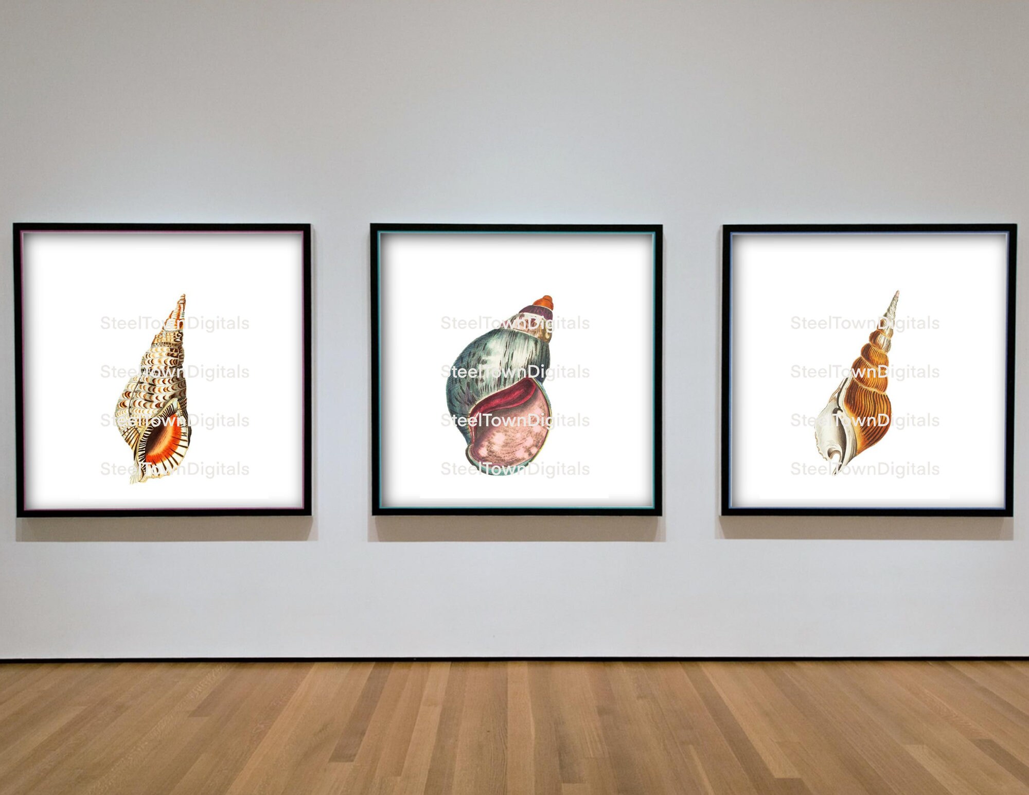 Set of 3 Sea Shell Prints, Wall Art, Beach Decor Digital Download - Etsy