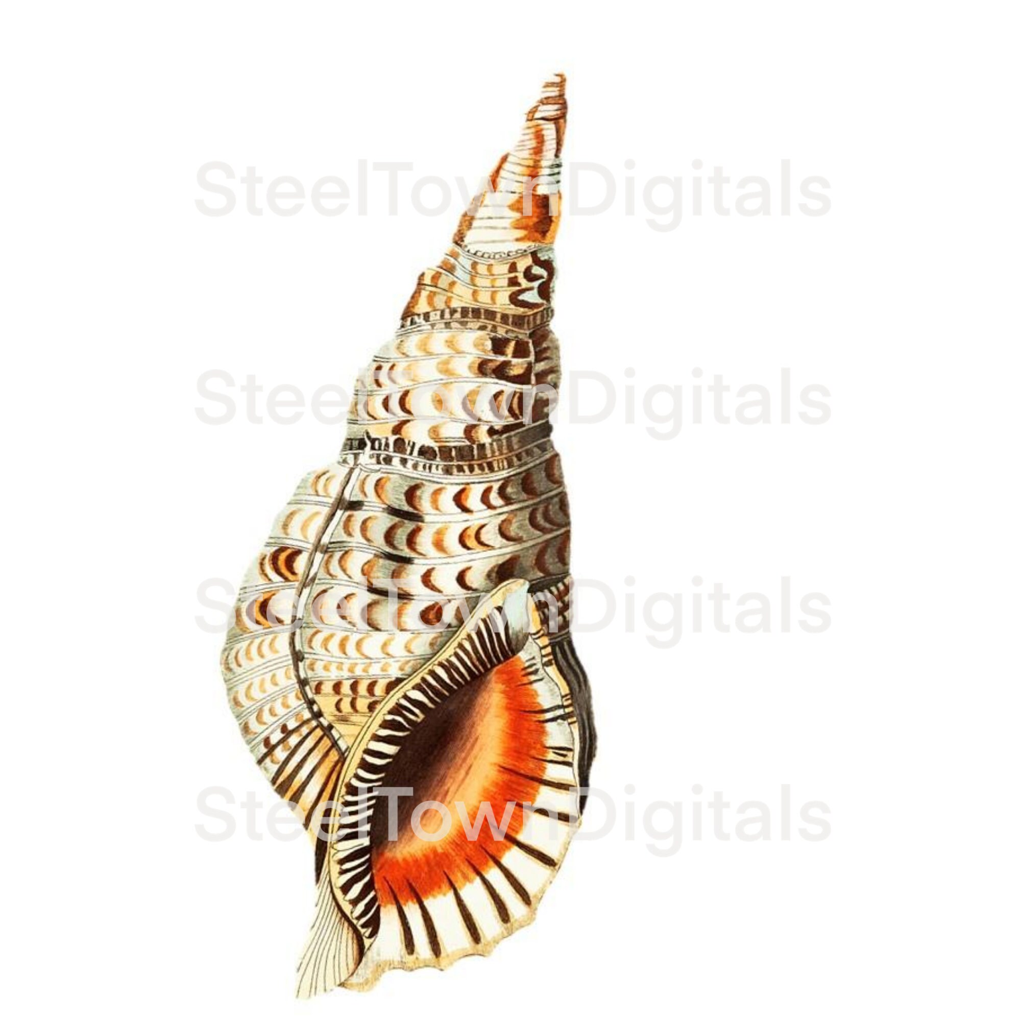 Set of 3 Sea Shell Prints, Wall Art, Beach Decor Digital Download - Etsy