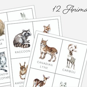 Winter Animals Flashcards, and Winter Animals Poster, Science Printable ...