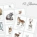 Winter Animals Flashcards, and Winter Animals Poster, Science Printable ...