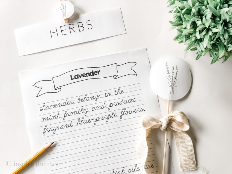 Herbs, Cursive Copywork, Herb Facts, Cursive Handwriting Practice ...