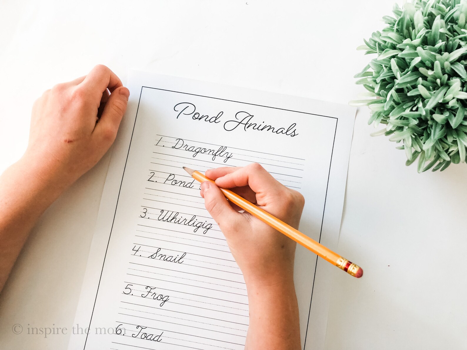 Pond Animals, Cursive Copywork, Pond Animal Facts, Cursive Handwriting ...