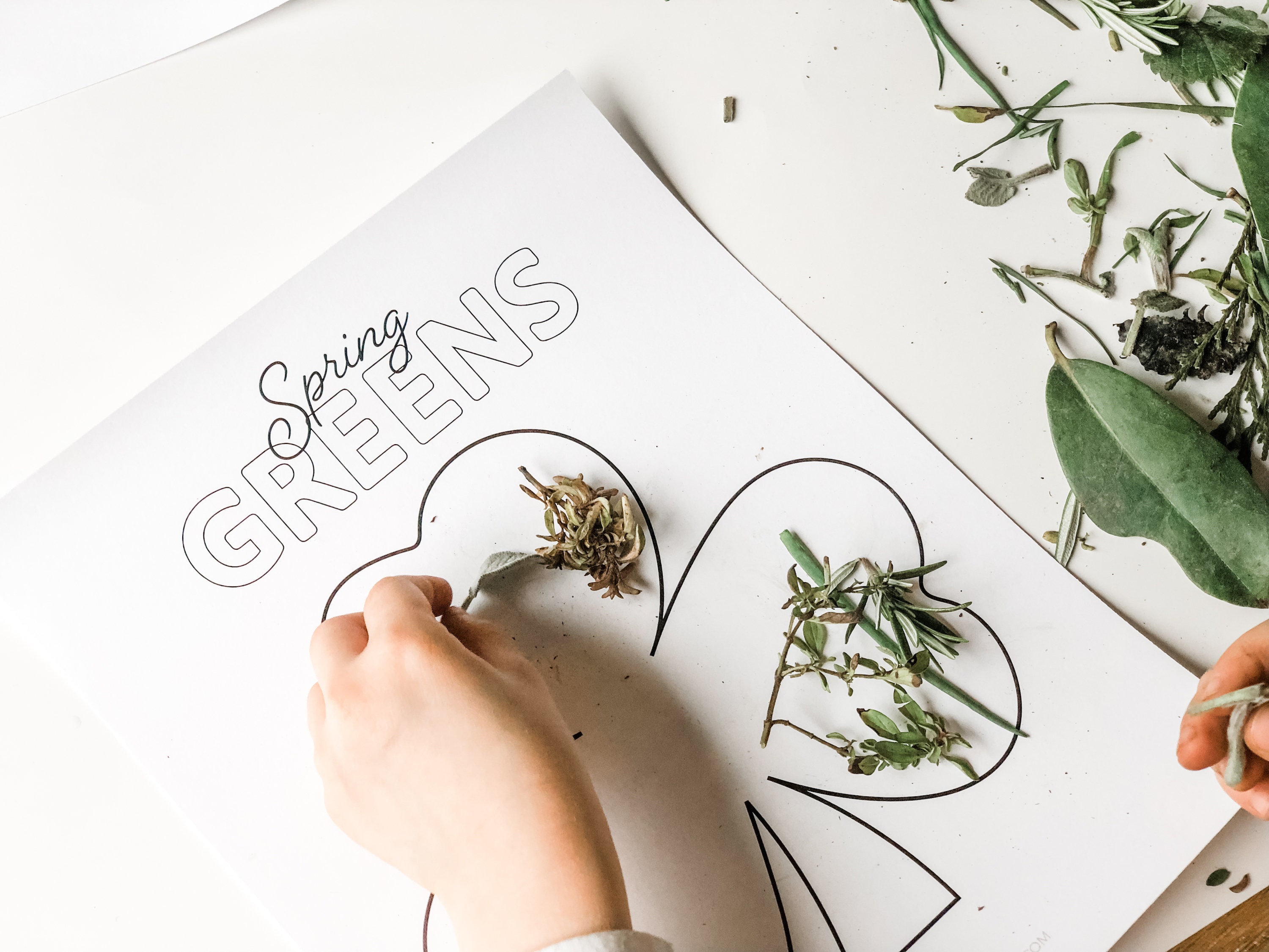 Spring Greens Nature Craft Template, Shamrock Craft, Nature Study ...