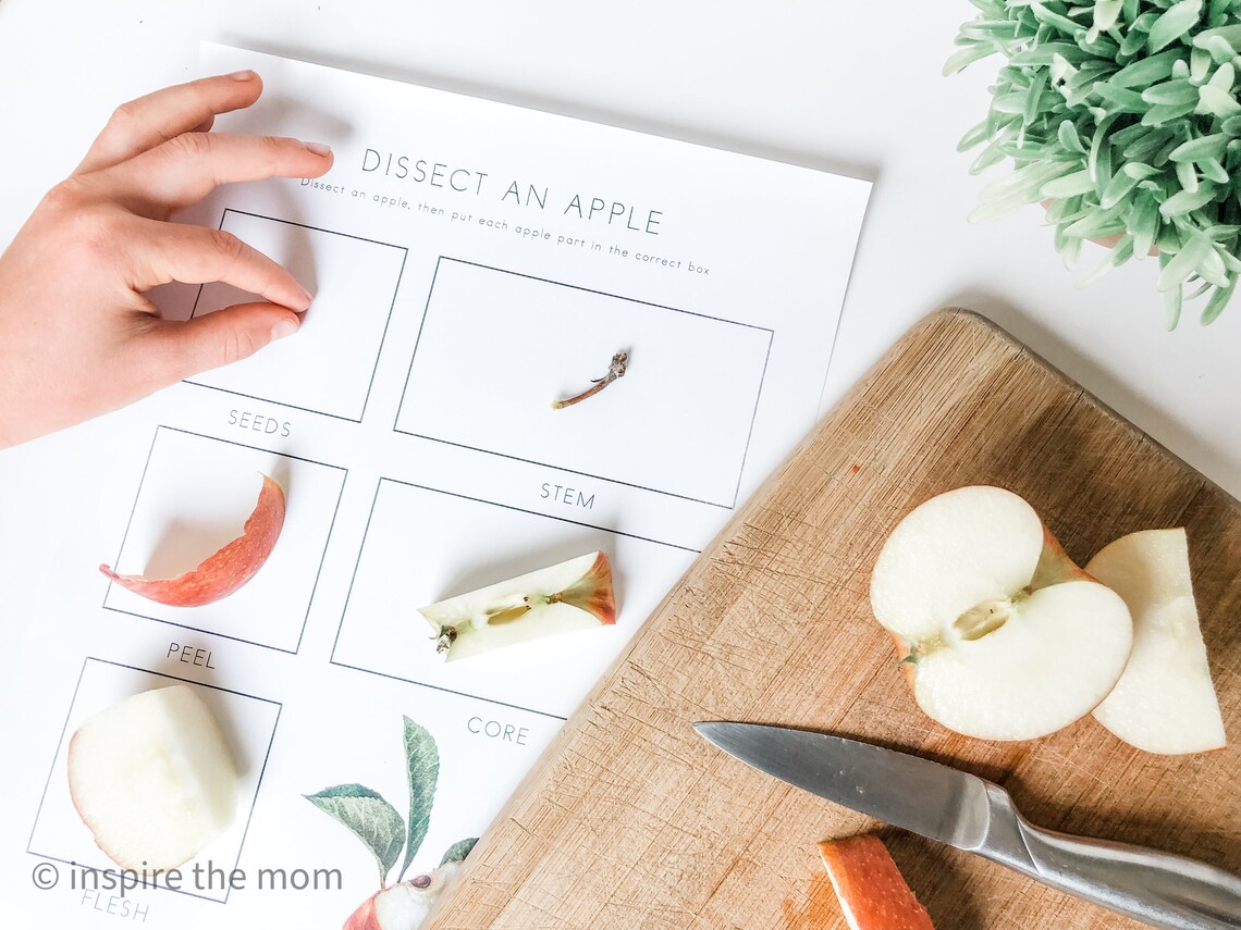 Apple Unit Study Apple Activities Prek 2nd Grade Fall - Etsy