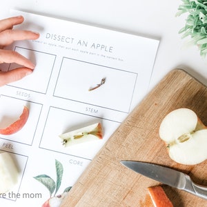 Apple Unit Study, Apple Activities, Prek - 2nd Grade, Fall Unit ...