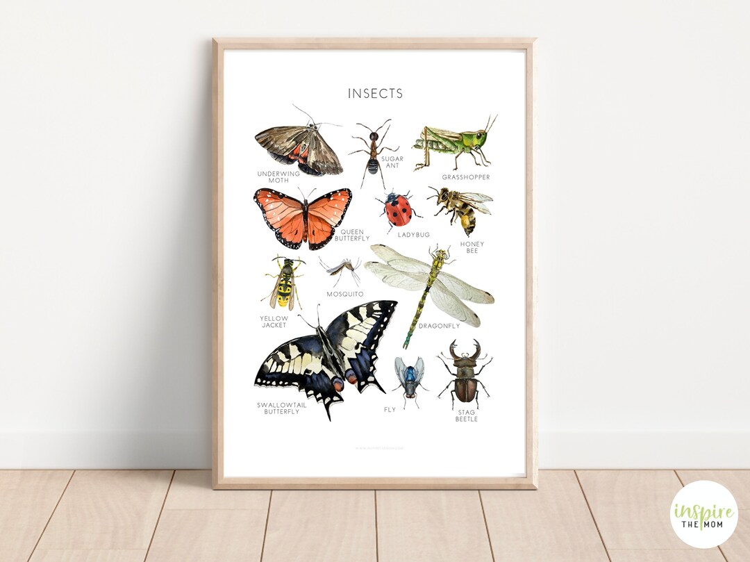 Insect Poster, Educational Poster, School Art, Charlotte Mason ...