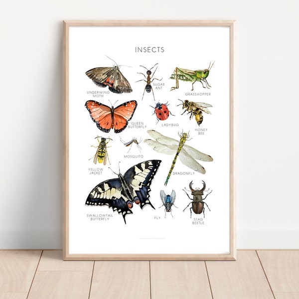 Insect Poster - Etsy