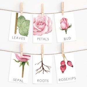 Parts of a Rose Unit Study | Printable Pack | Rose Anatomy Worksheets ...