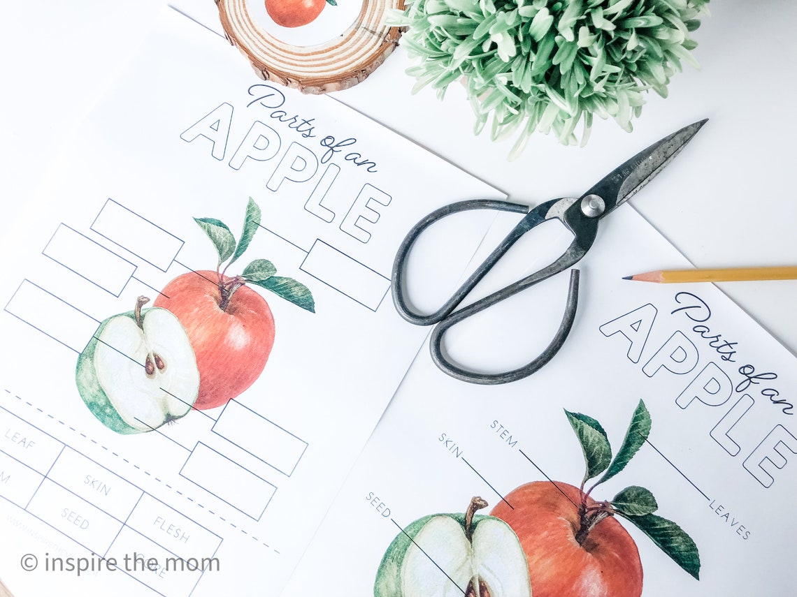 Apple Unit Study Apple Activities Prek 2nd Grade Fall - Etsy