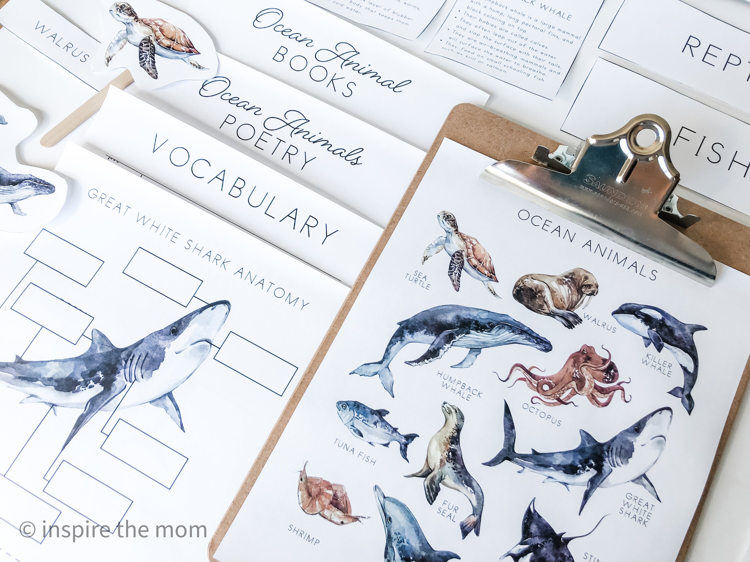 Ocean Animals Unit Nature Studyprek 2nd Grade Ocean Unit - Etsy Australia